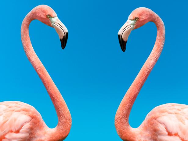 5 Animal Love Stories You'll Witness on new discovery+ Show 'The Mating ...