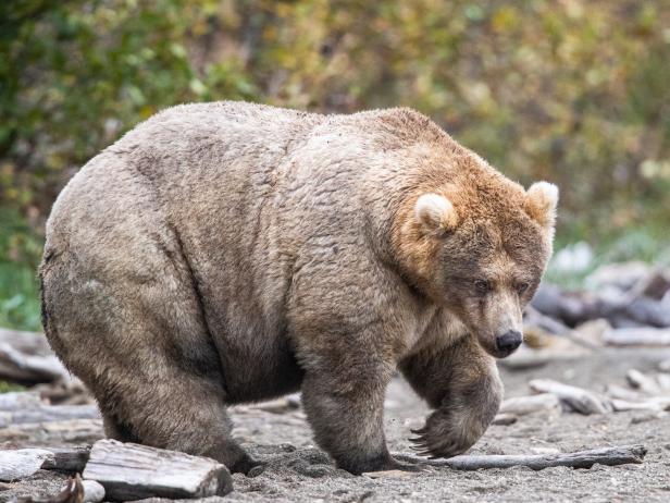 Bigger, Badder, Fatter: Fat Bear Week 2019 is Here | Discovery