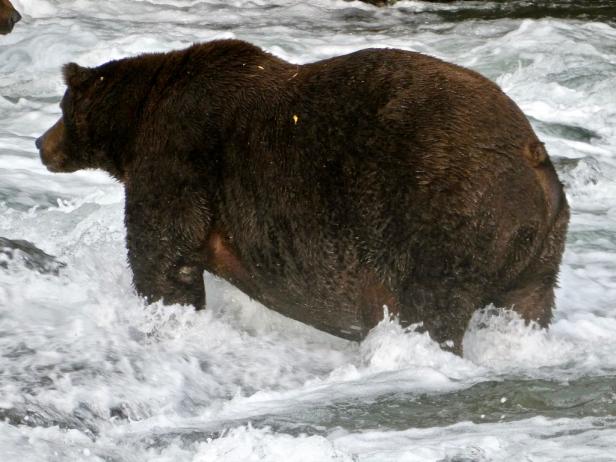 The 2020 Fat Bear Week Champion has been Crowned | Discovery