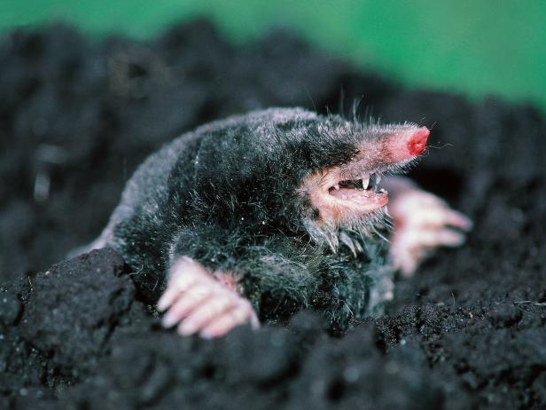 How to Celebrate Mole Day | Discovery