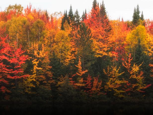 The Chemistry Behind the Color of Autumn's Changing Leaves | Discovery
