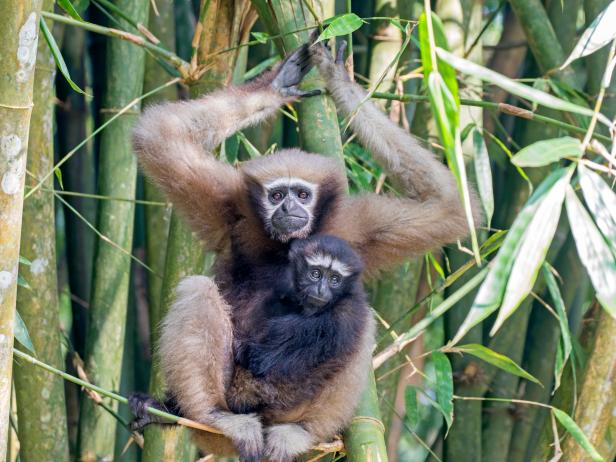 Saving the World’s Gibbons Monkeys | Discovery