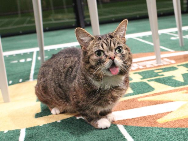 Internet Cat Superstar Lil BUB Dead at Age 8 | Discovery