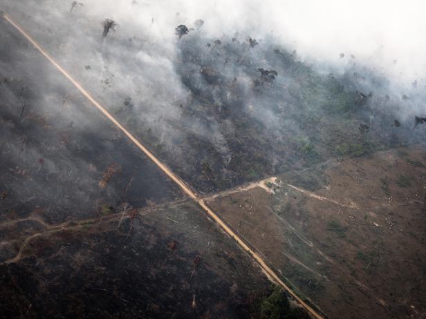 Amazon Rainforest Fires: Everything You Need to Know & How to Help ...