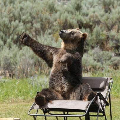 Man Vs Bear | Discovery