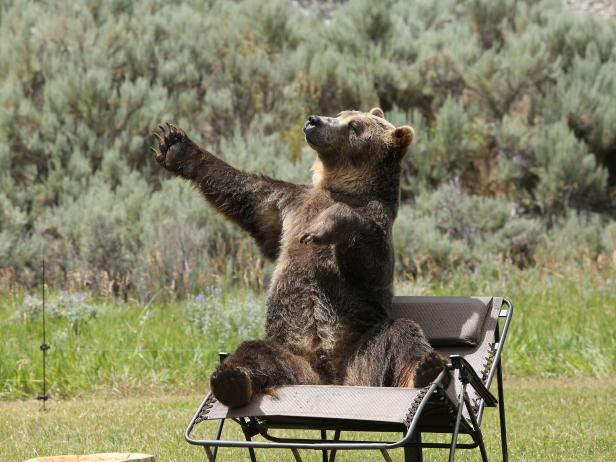 Get to Know Tank The Bear of Discovery's Man Vs Bear | Discovery