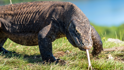 Gigantism In Animals