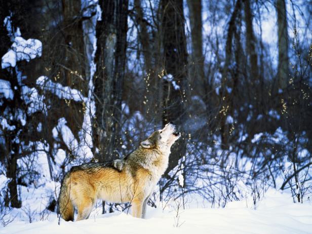 Wolf Awareness Week | Discovery