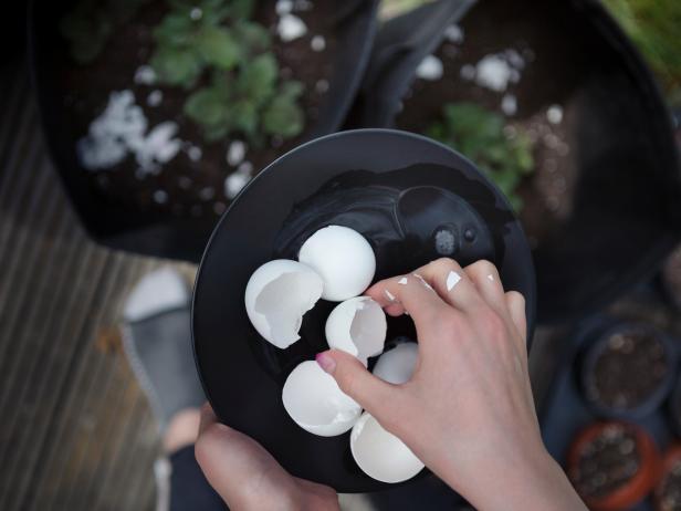 Start An Eco-Friendly Garden with Egg Shells | Discovery