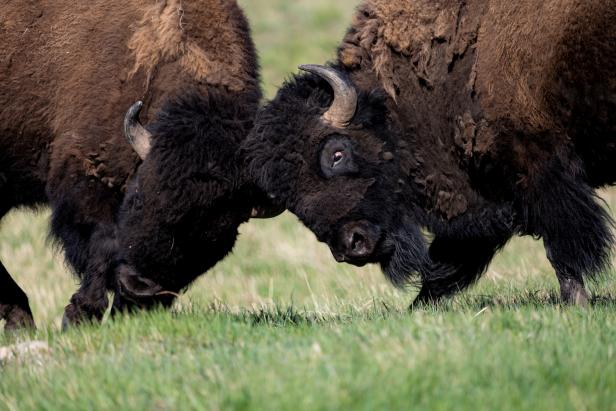 Plains Bison Fighting