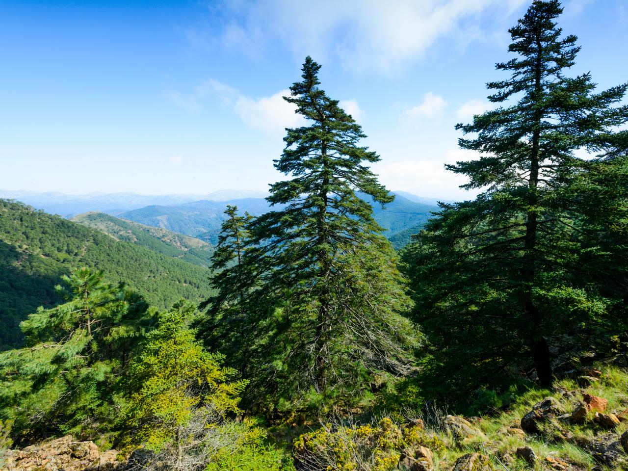 Evergreen Trees Forest