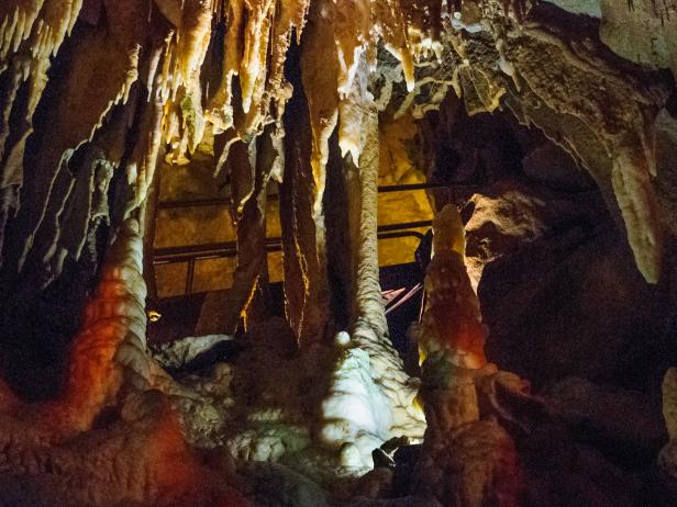 300 Million Year Old Shark Skull Found Buried Inside Mammoth Cave ...