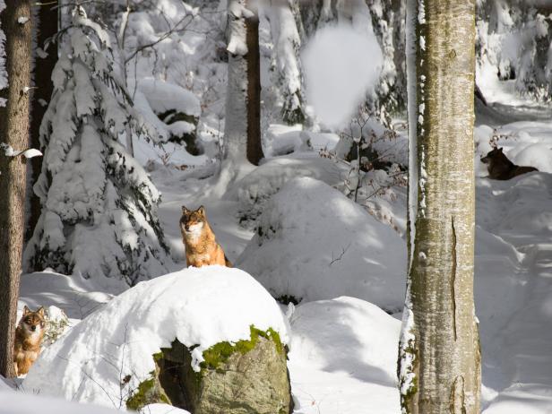 Top Tips for Seeking Out Nature’s Best Winter Wildlife | Discovery