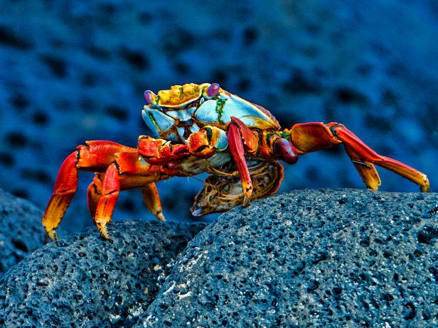 The Galápagos Islands Have The Most Unique Creatures On Earth | Discovery