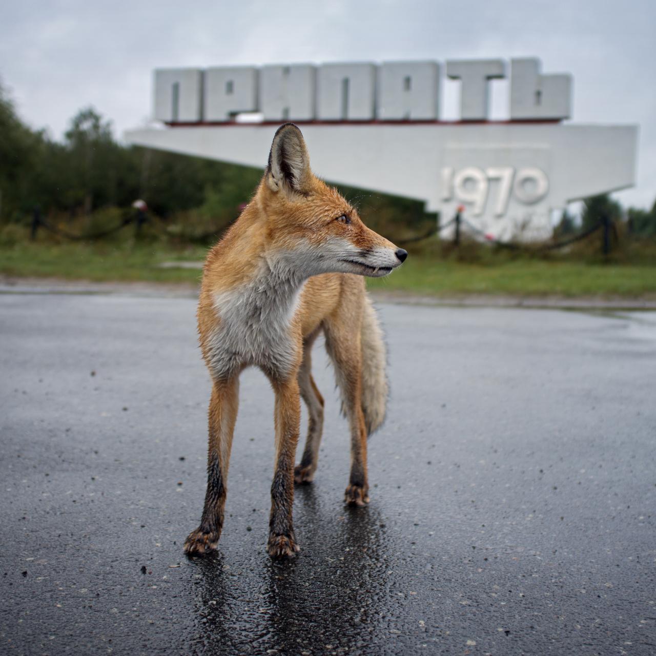 Chernobyl Today Wildlife Chernobyl Today Wildlife