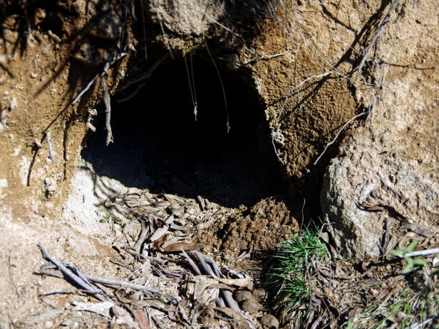Wombats and The Australian Wildfires | Discovery