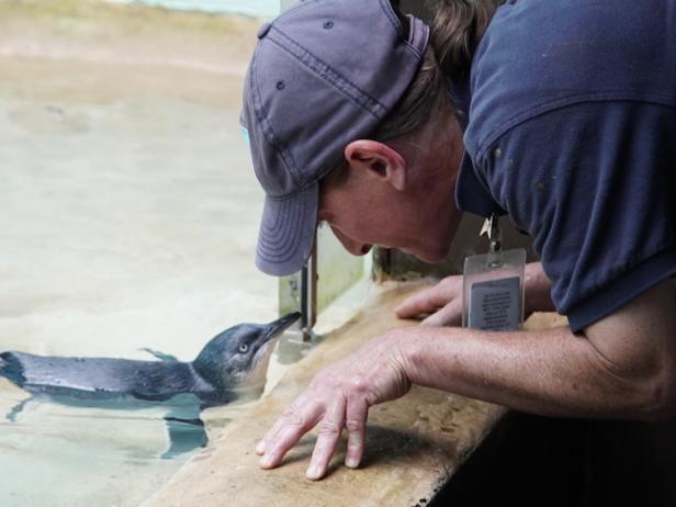 Bronx Zoo Staff Dedicated During COVID-19 | Discovery