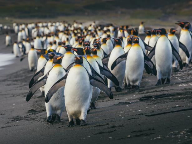 Penguin Poop gets Scientists High in Antarctica During a Research ...