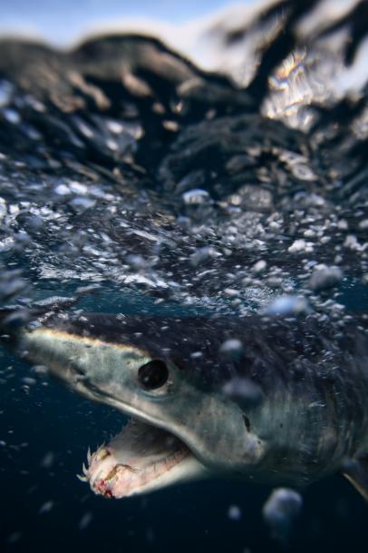 Mako Shark Wallpaper