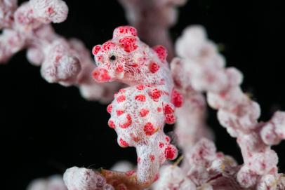 First Marine Biologist