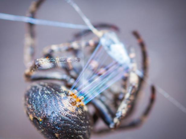 Spider Webs Can Be Used to Heal the Human Body | Discovery