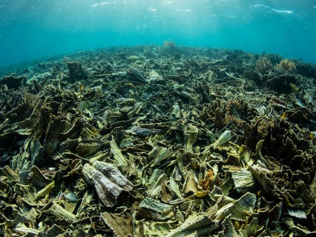 Sharks are Dying, Here is Why | Discovery