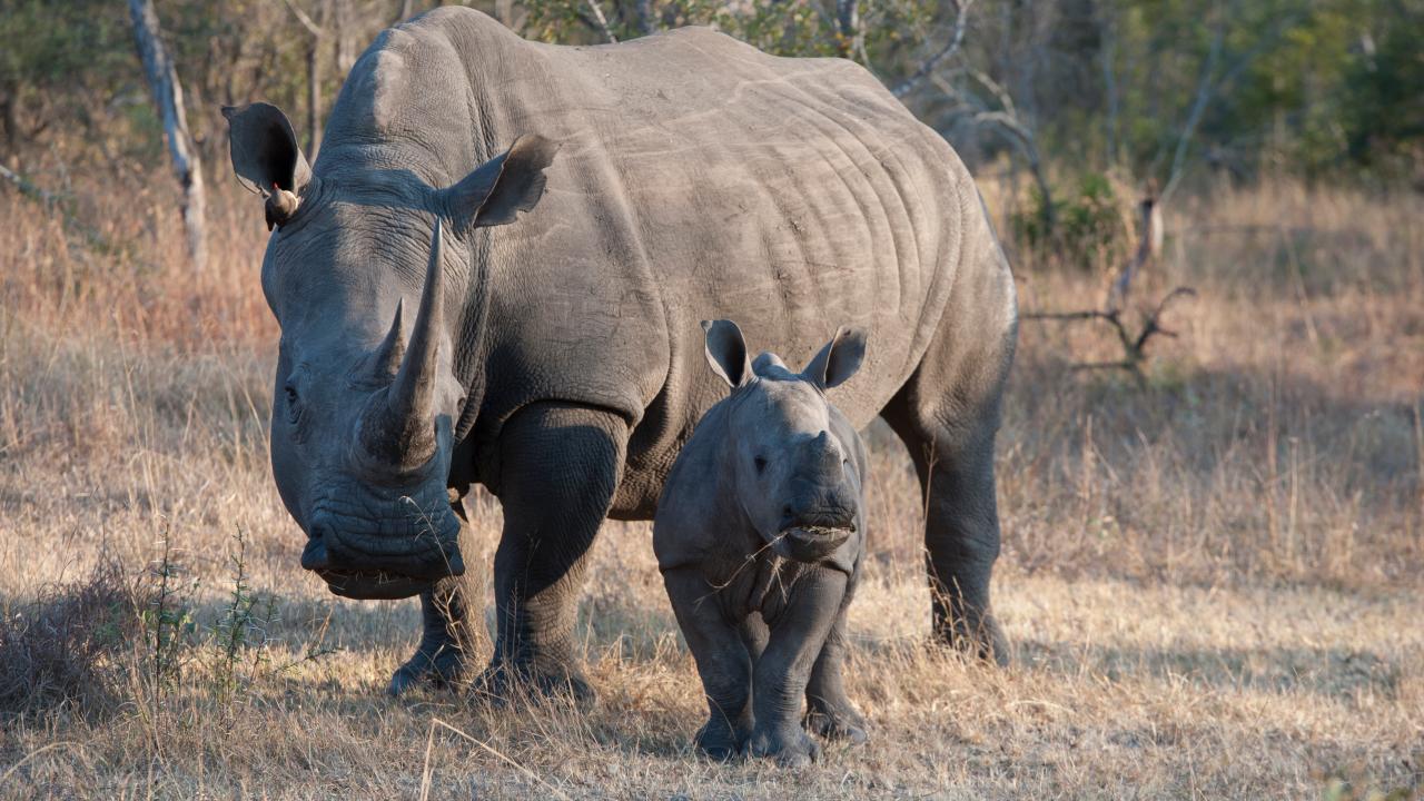 African White Rhino Endangered