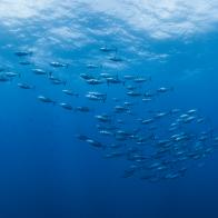 These 5 Mythical Animals Turned Out to Be Real | Nature and Wildlife ...