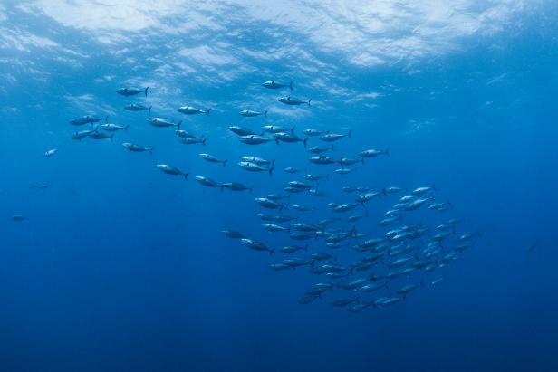 New Technology For Making Fishing Sustainable for Future Generations ...