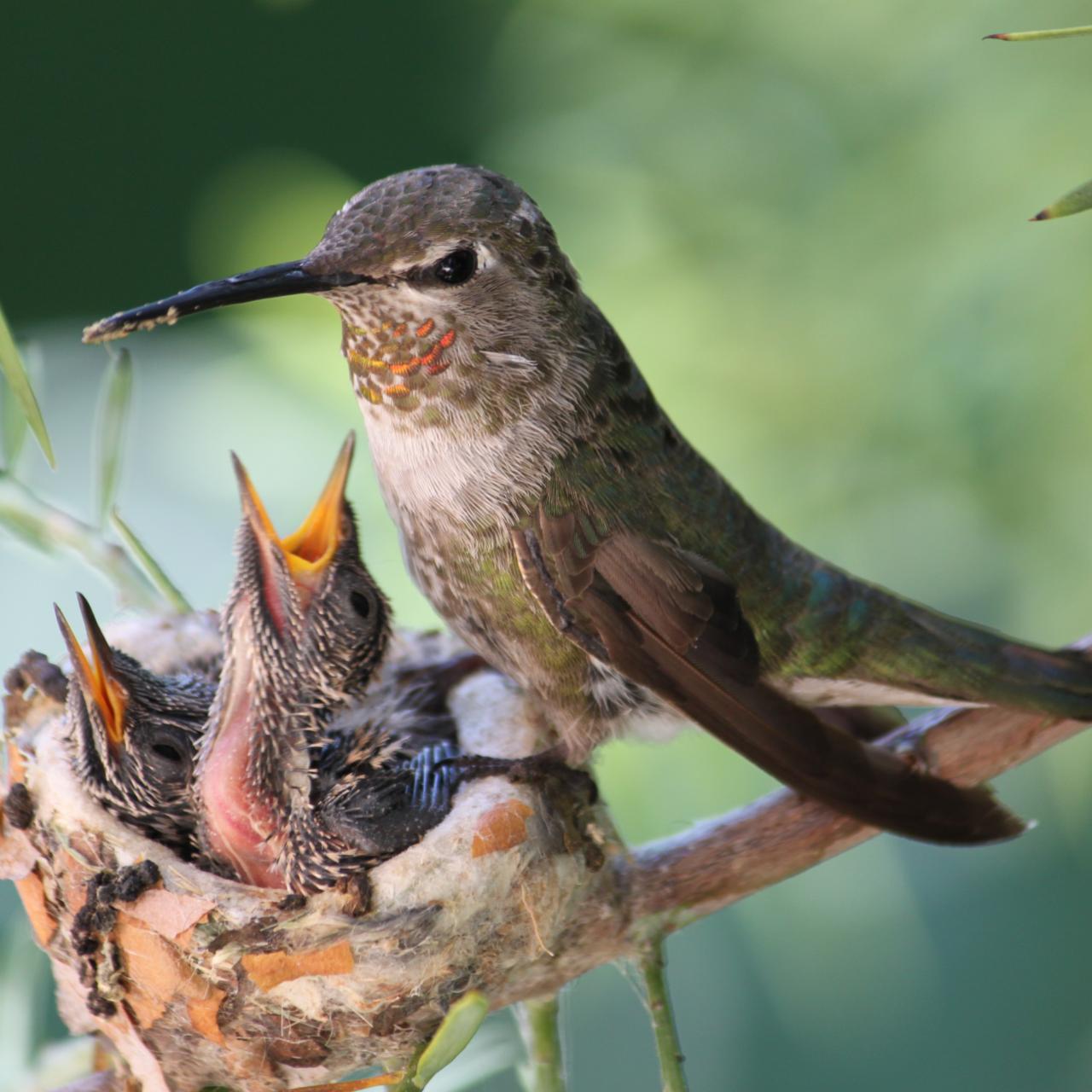 Hummingbirds Sleeping Upside Down