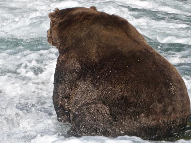 The 2020 Fat Bear Week Champion has been Crowned | Discovery