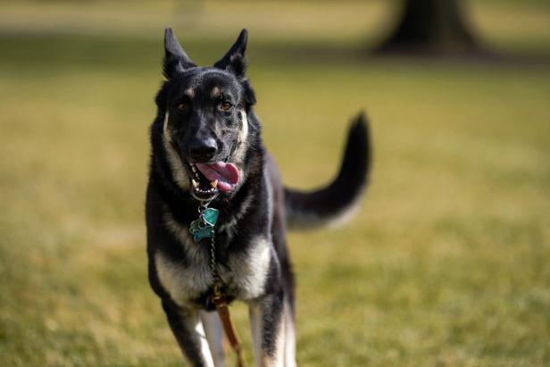 Champ and Major, First Dogs of the United States Photo Gallery | Discovery