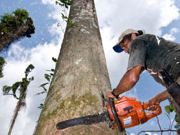 The Refugee Tree: Activists Protest Deforestation | Discovery