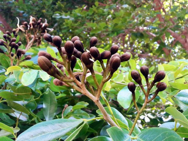 The Refugee Tree: Activists Protest Deforestation | Discovery