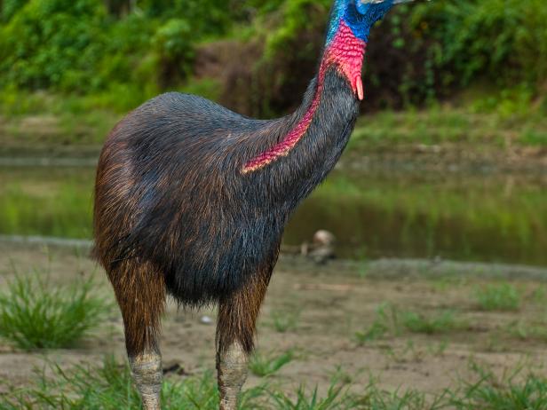How Ancient New Guineans Domesticated the Deadliest Bird in the World ...