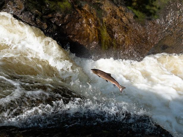 Shape-Shifting Animals Show Adaptation to Warming Planet | Discovery