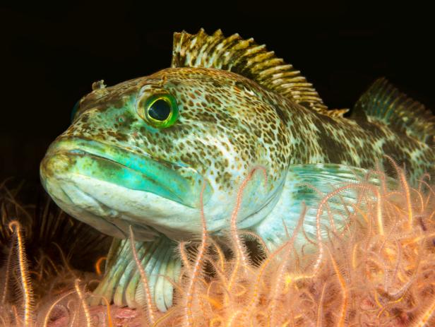 Pacific Lingcod Fish Replace All Their Teeth Every 27 Days | Discovery