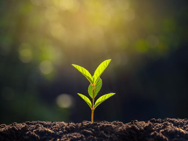 Growing Forests is a Natural Solution to Reduce Atmospheric Carbon ...