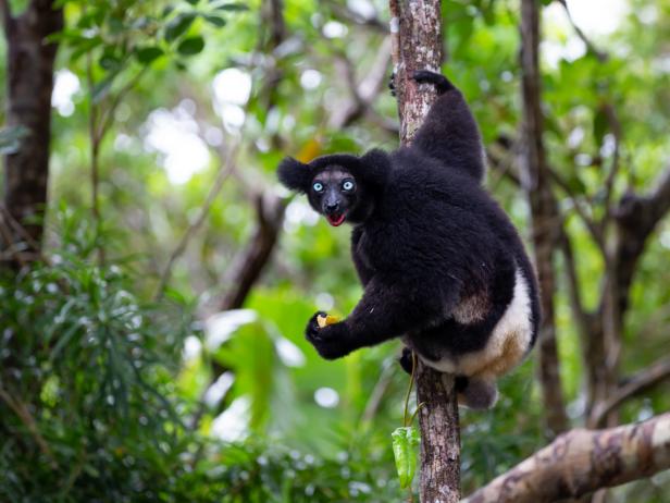 Indri Indri Lemurs are the First Nonhuman Mammals to Sing with Rhythm ...