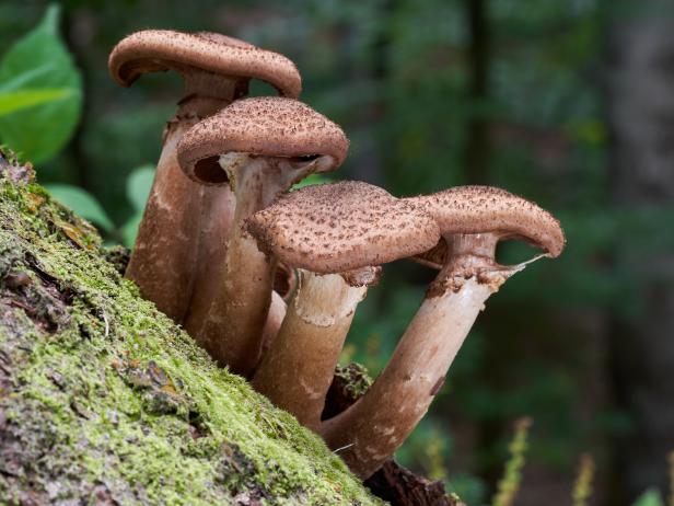 The Armillaria Ostoyae Fungus Is The Largest Life Form on Earth | Discovery