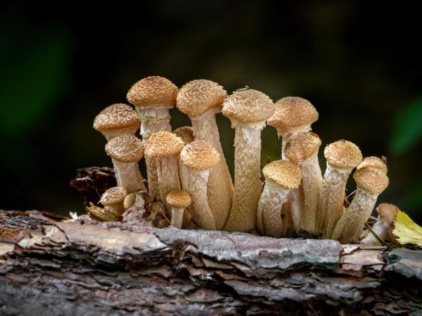 The Armillaria Ostoyae Fungus Is The Largest Life Form on Earth | Discovery