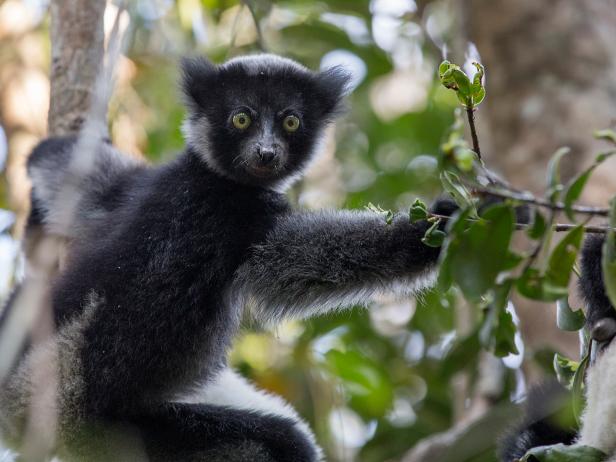 Indri Indri Lemurs are the First Nonhuman Mammals to Sing with Rhythm ...