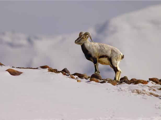 Trekking in the Last Kingdom in the Himalayas | Discovery