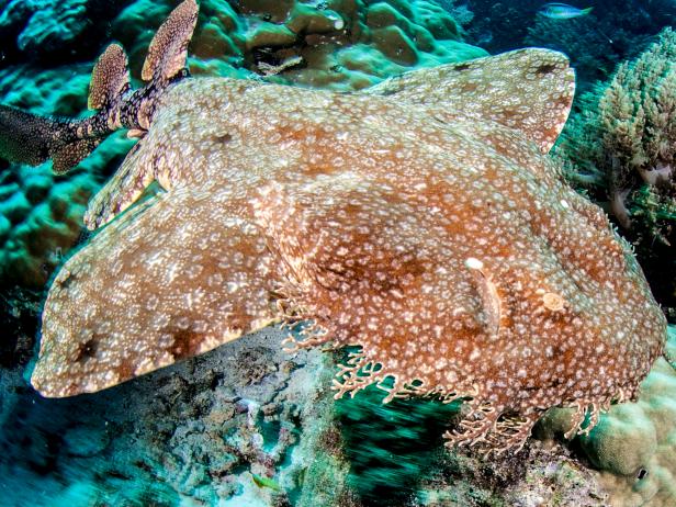 Meet the Wobbegong Shark | Discovery
