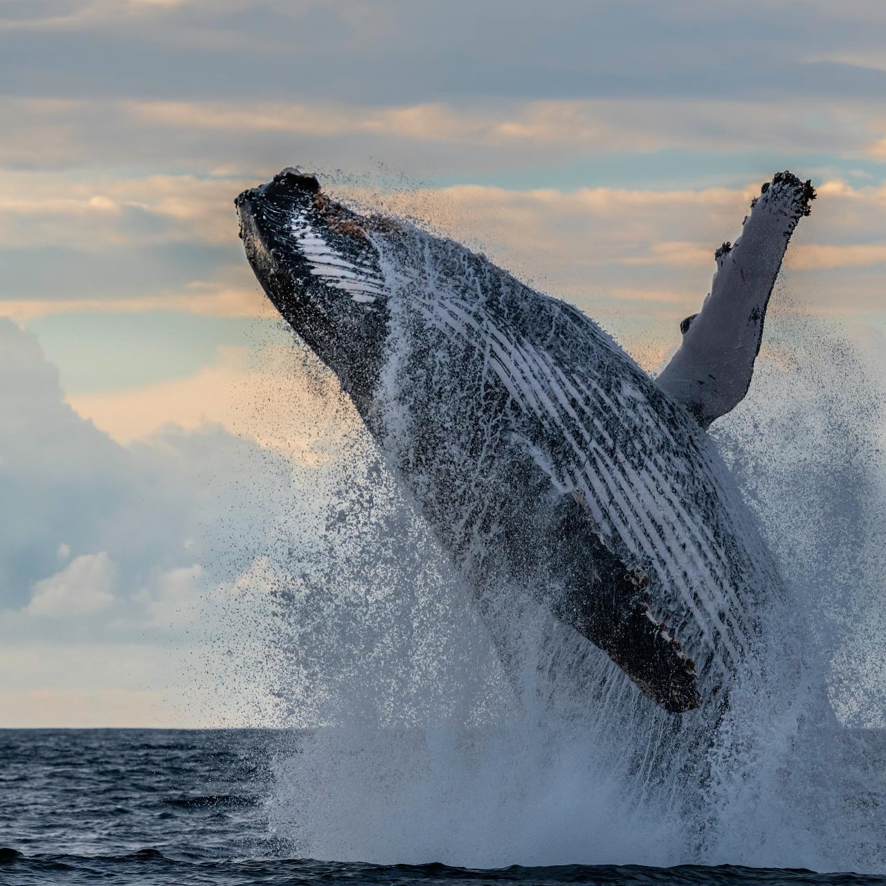 Whale Eating Krill Finding Nemo