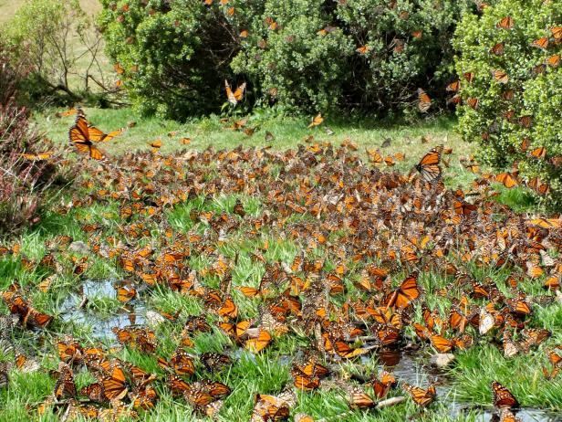 The Monarch Butterflies are Threatened | Discovery