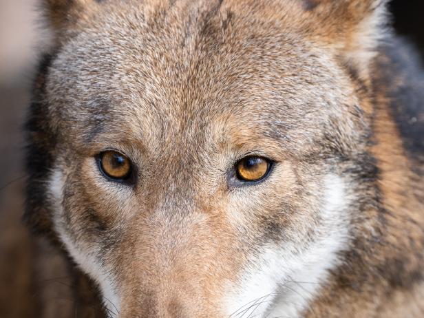Save the Rare Red Wolf | Discovery