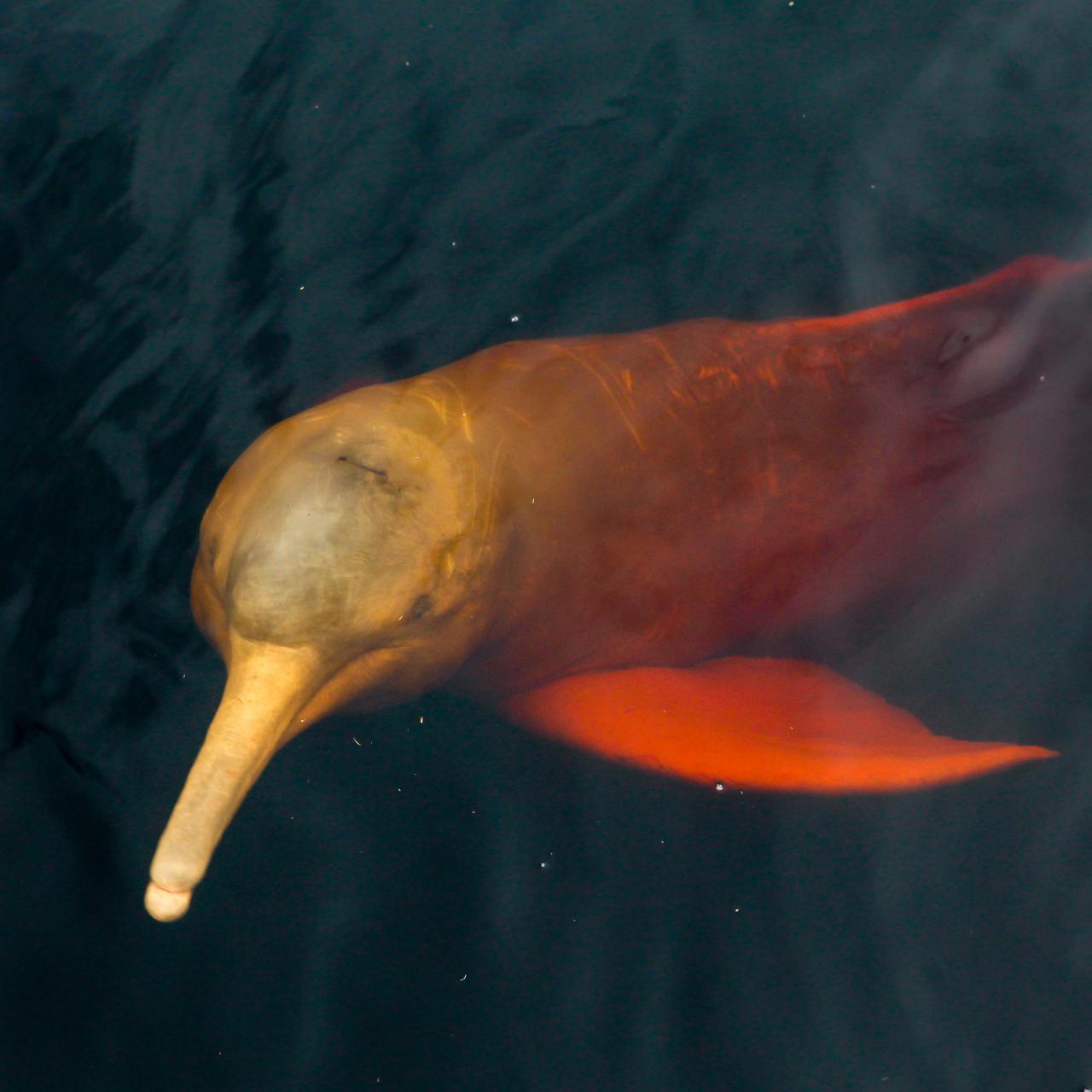 Real Red Dolphin
