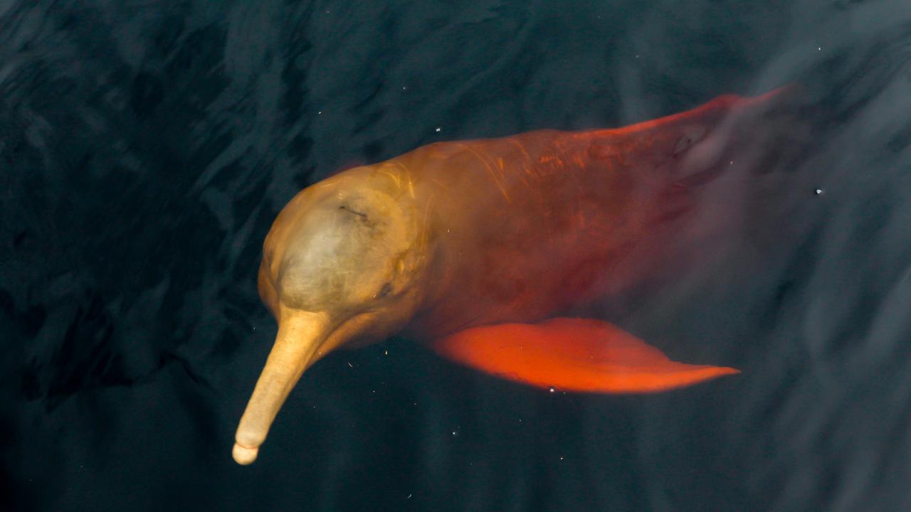 orange dolphin