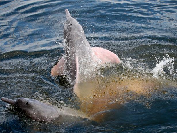 Protecting Pink Dolphins and Piranhas in the Amazon | Discovery